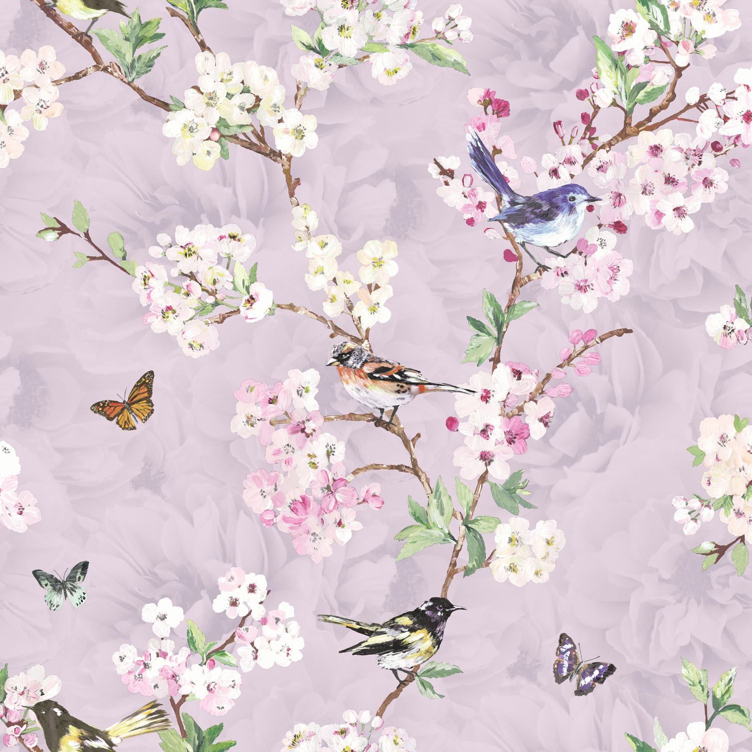Birds and Butterflies Wallpapers on WallpaperDog