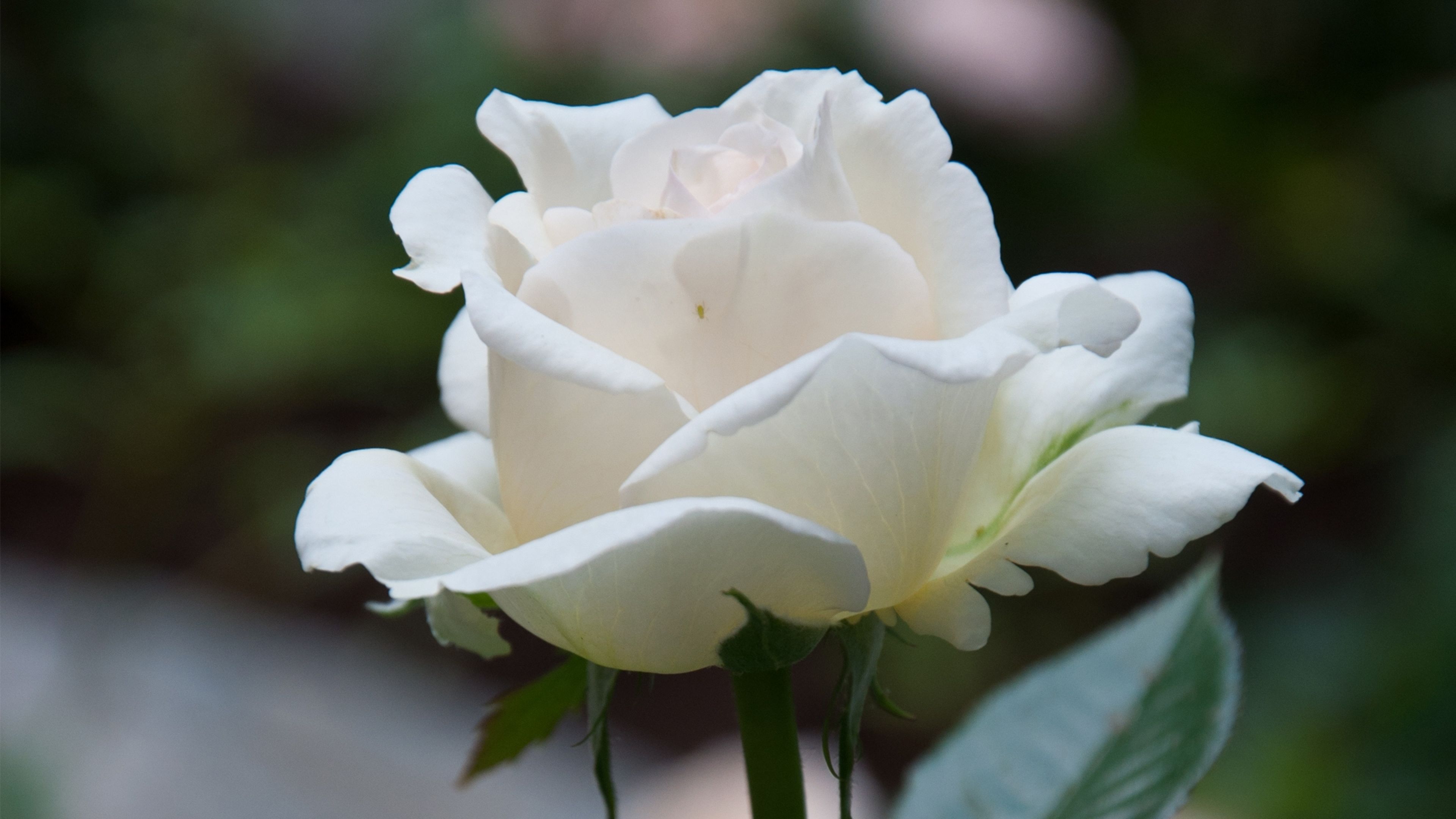 White Rose Flowers Photos Best Flower Site White Rose Flowers Photos Best Flower Site