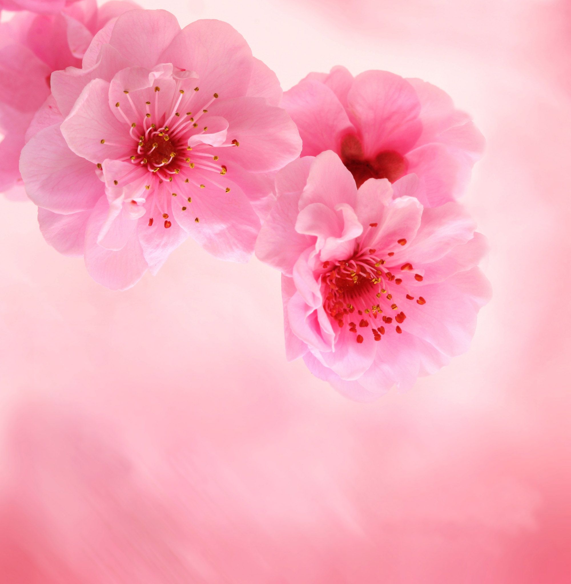 High Resolution Flower Wallpapers on WallpaperDog