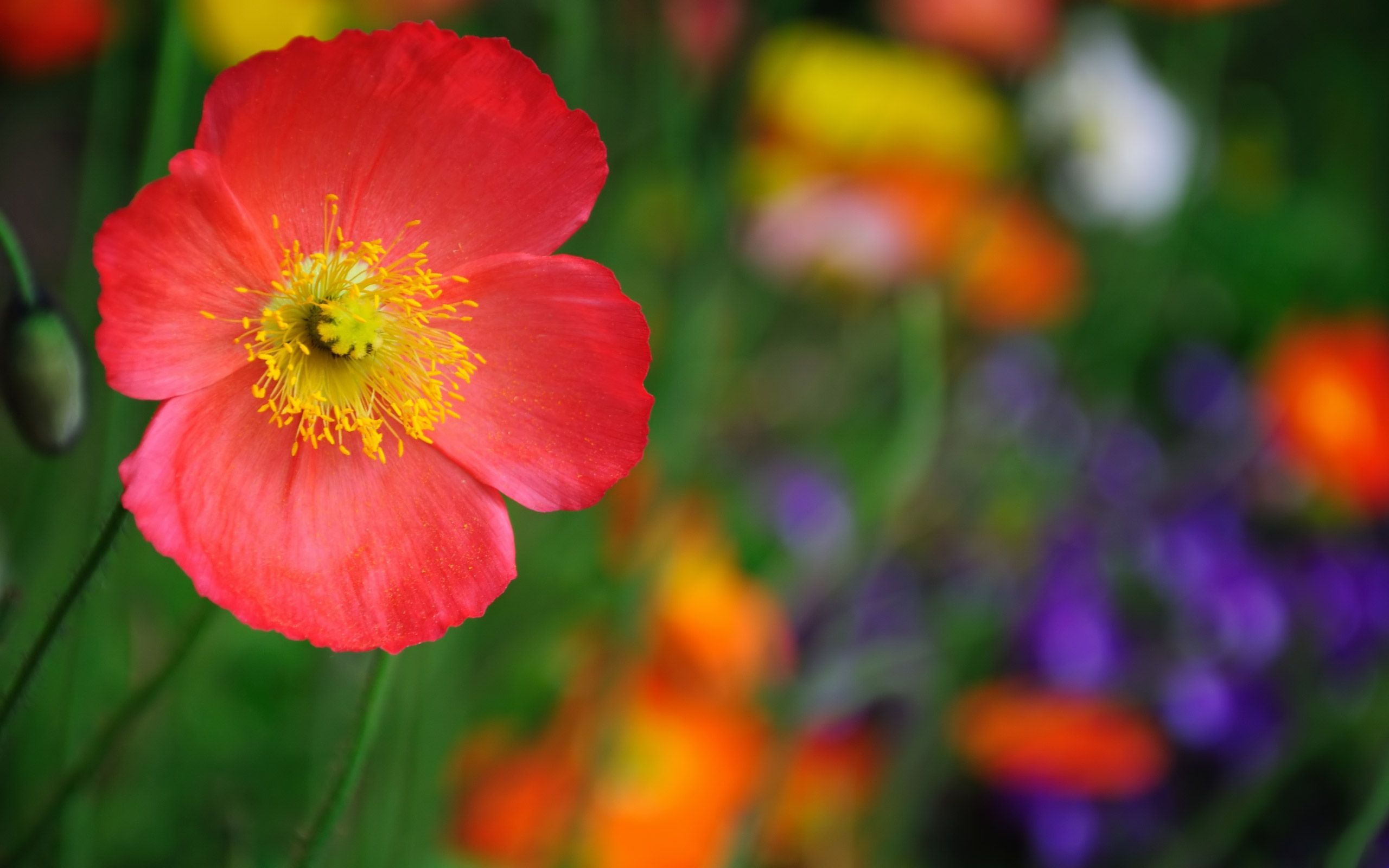 High Resolution Flower Wallpapers on WallpaperDog