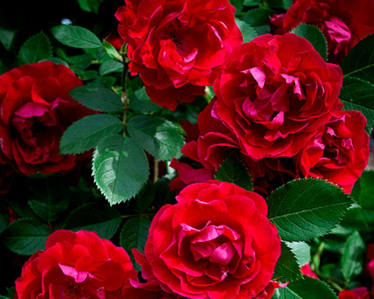 High Resolution Flower Wallpapers on WallpaperDog