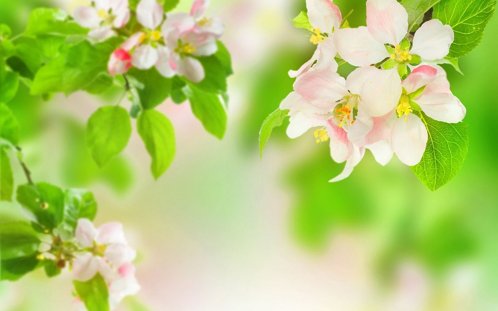 High Resolution Flower Wallpapers on WallpaperDog