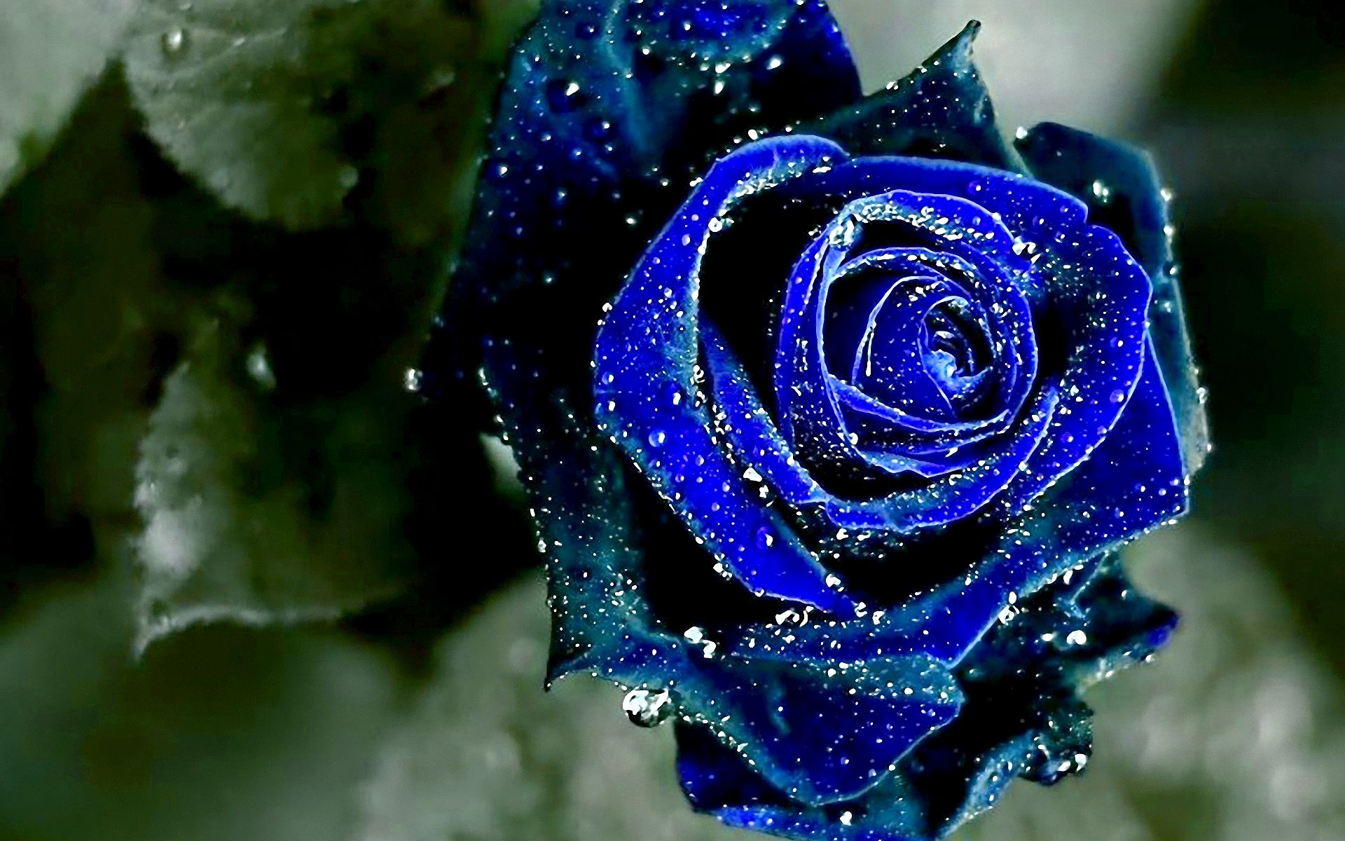 Black and Blue Rose Wallpapers on WallpaperDog