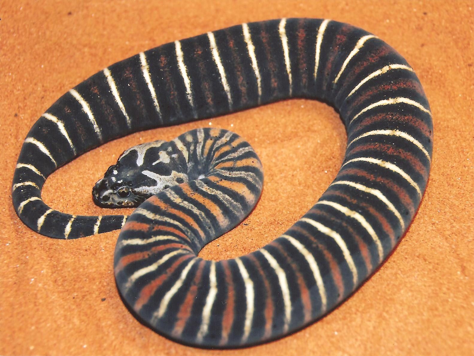 Red-naped Snake Wallpapers on WallpaperDog