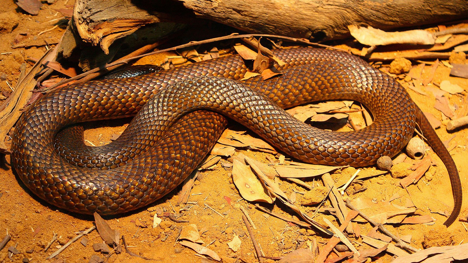 Red-naped Snake Wallpapers on WallpaperDog