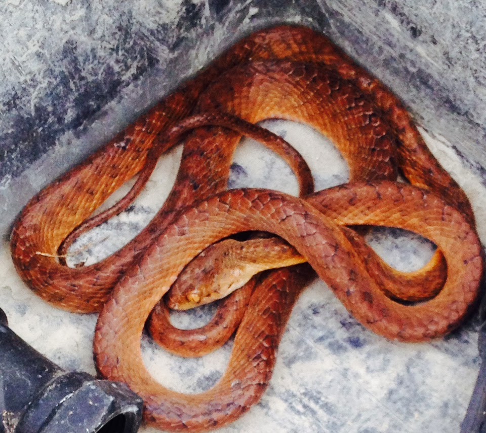 Red-naped Snake Wallpapers on WallpaperDog