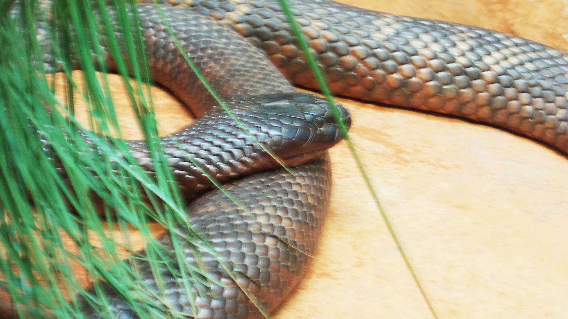 Red-naped Snake Wallpapers on WallpaperDog