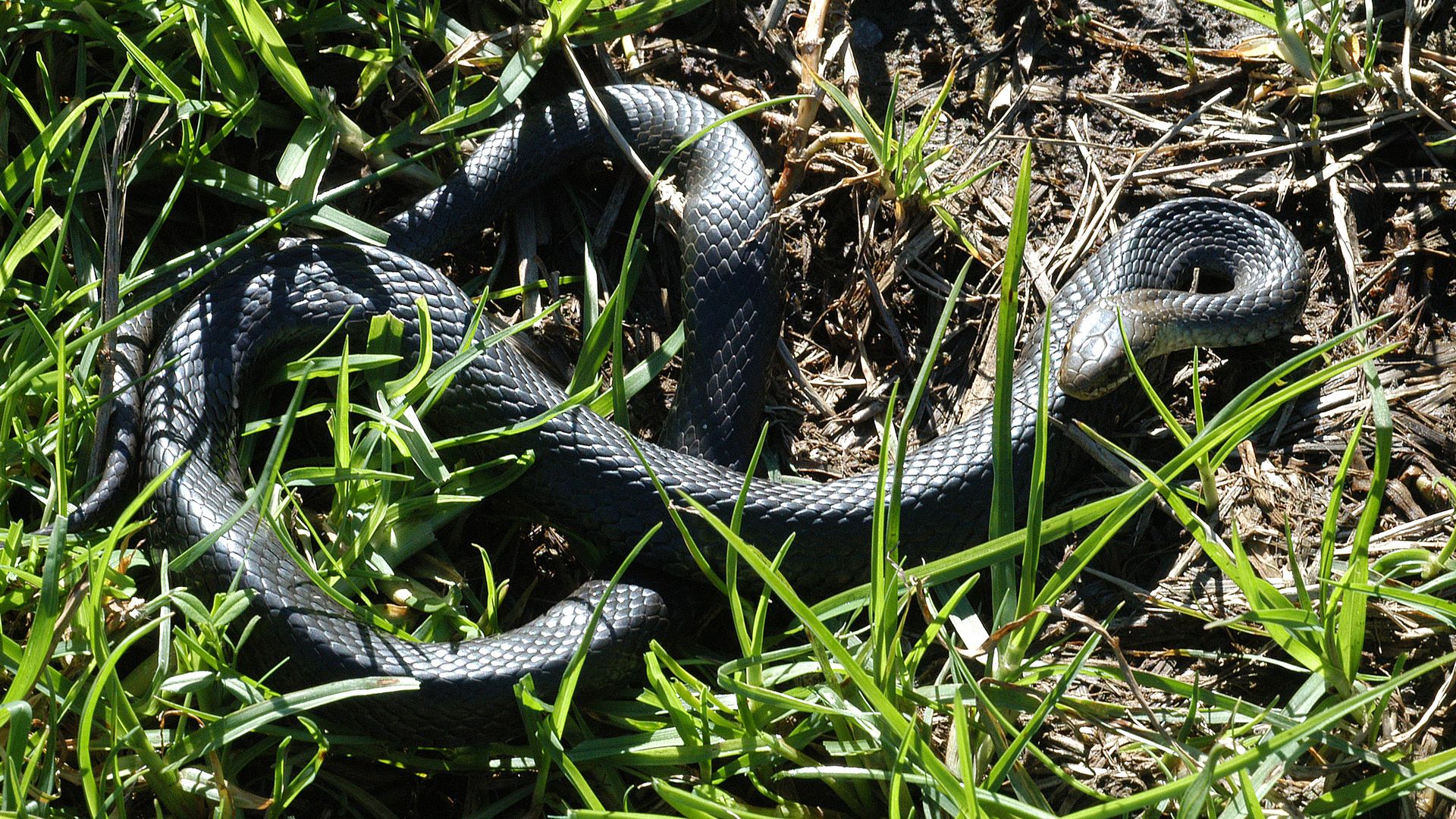 Red-naped Snake Wallpapers on WallpaperDog