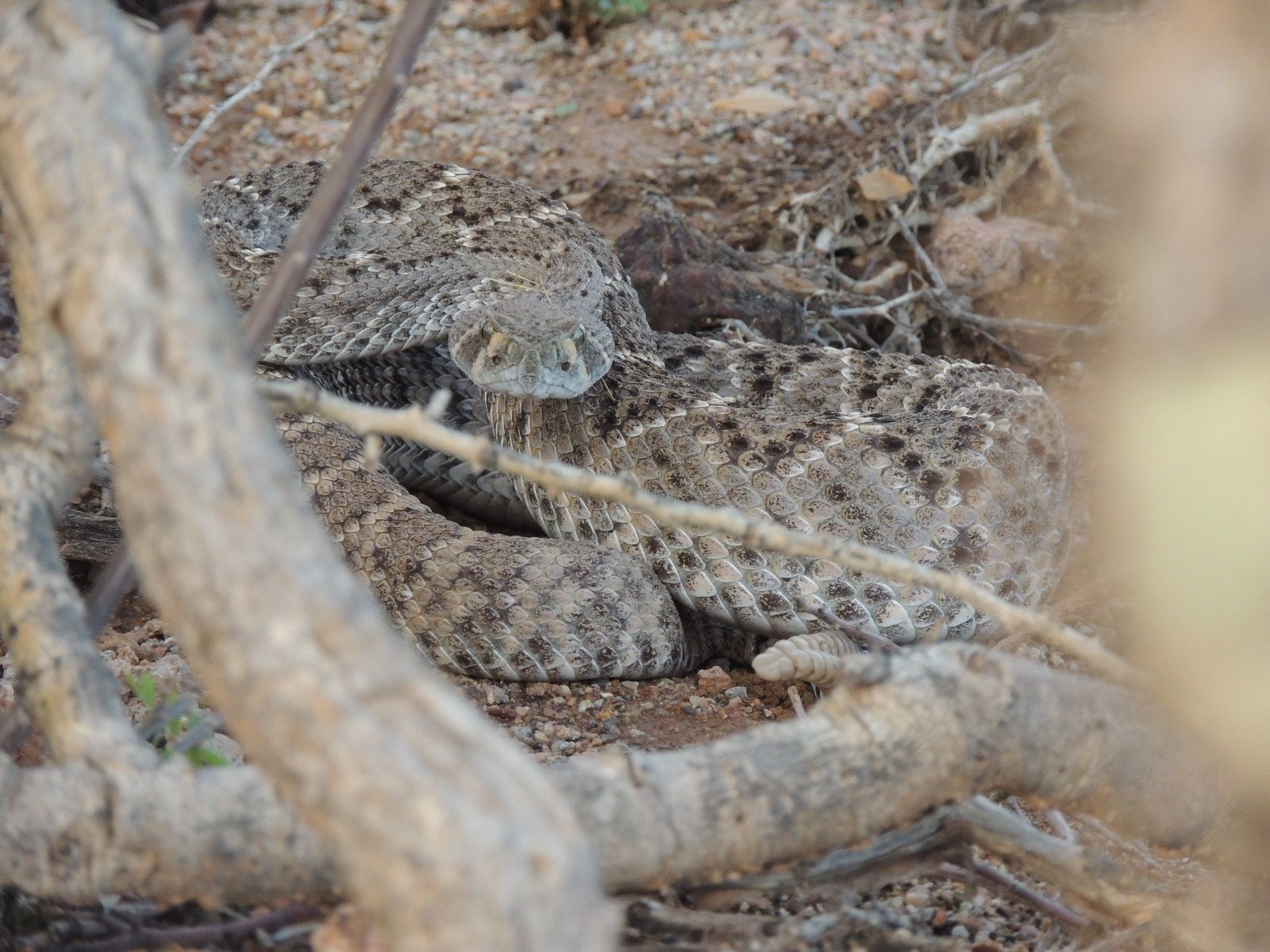 Red-naped Snake Wallpapers on WallpaperDog