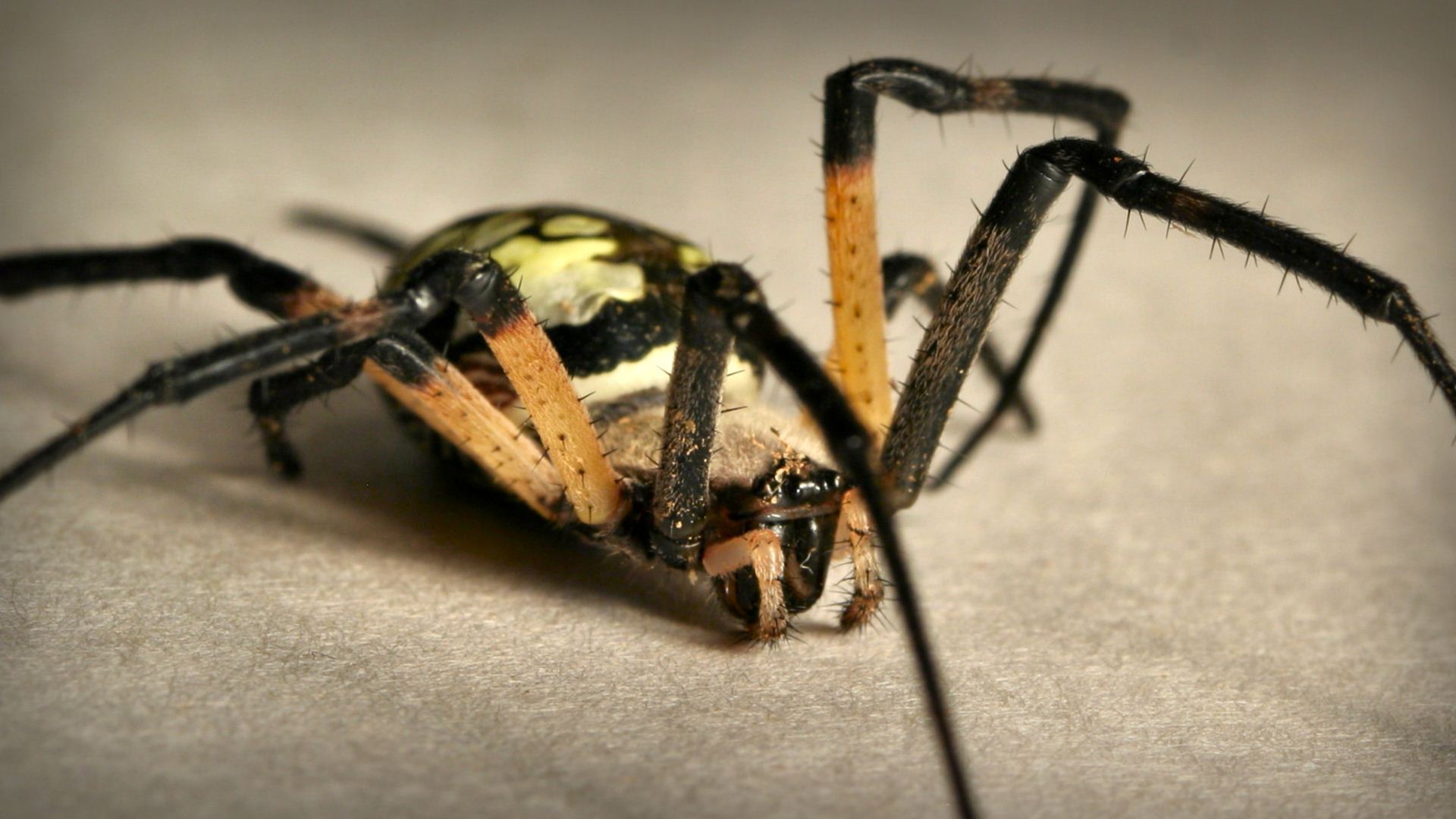 Spider Wallpapers on WallpaperDog