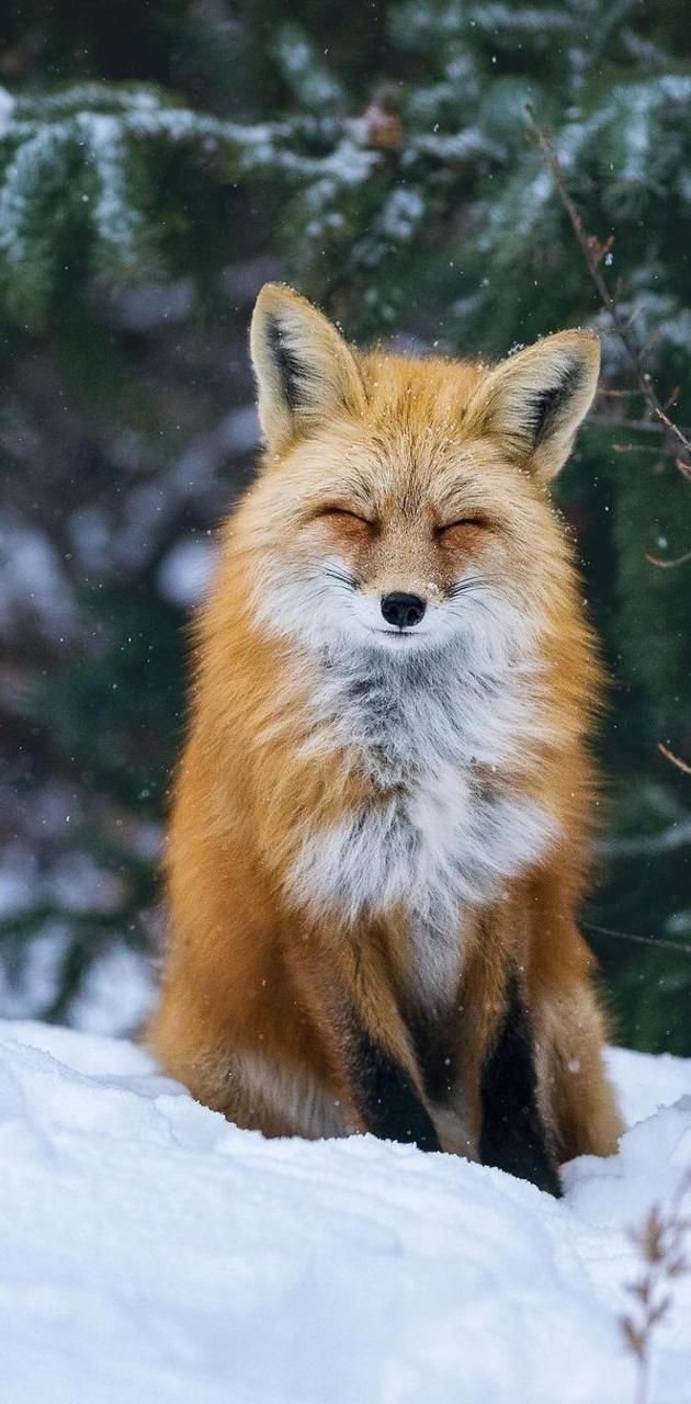 foxes Wallpapers on WallpaperDog