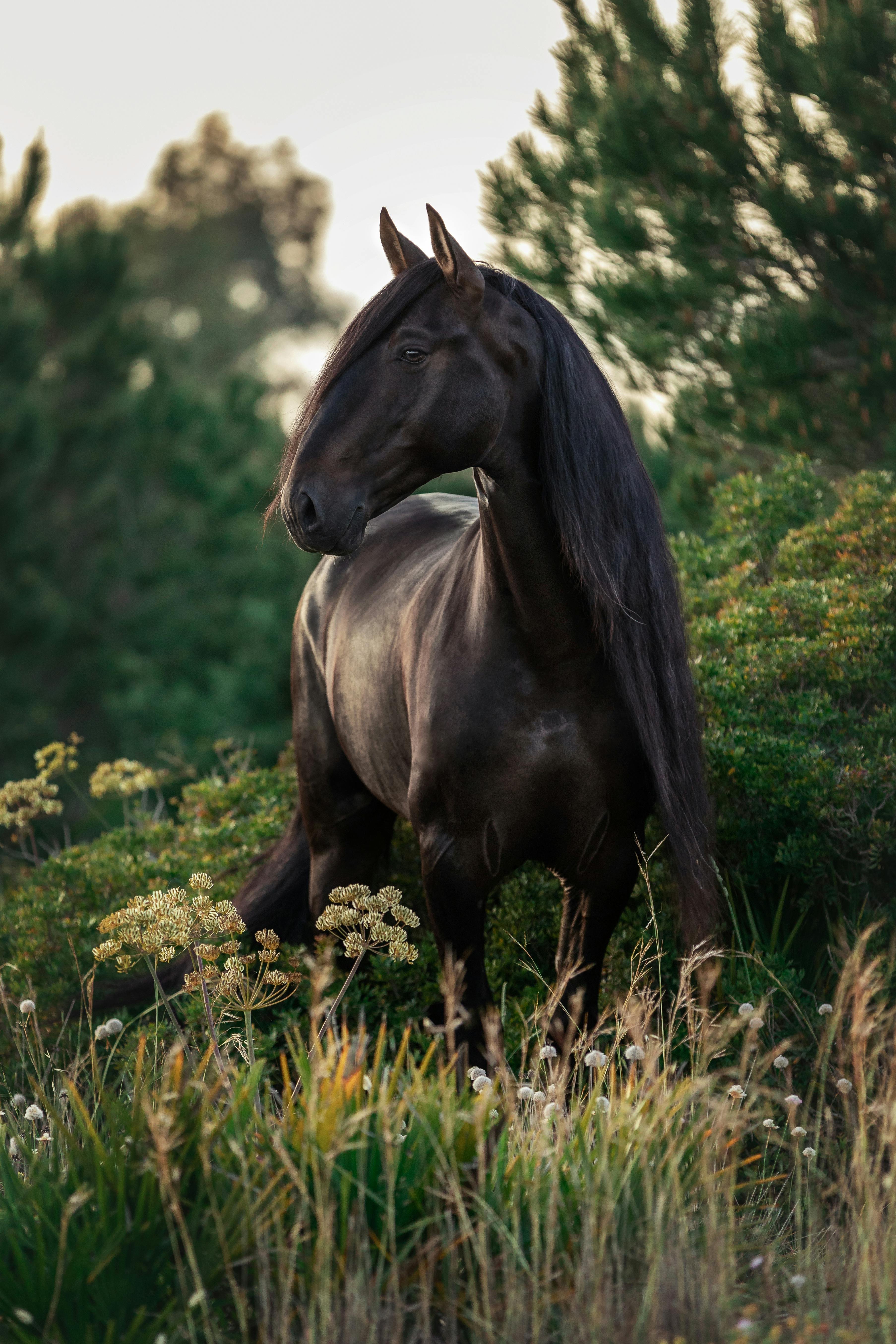 Stallion horse Wallpapers on WallpaperDog