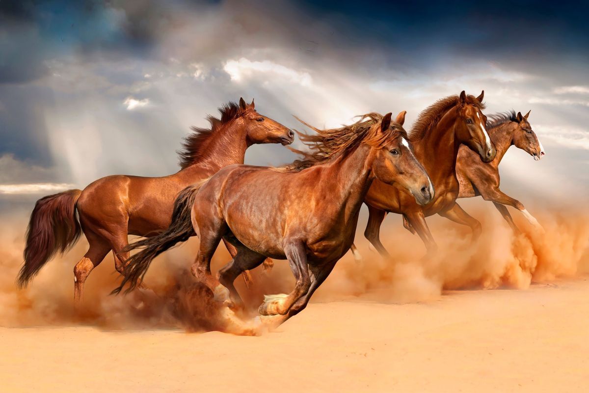 Stallion horse Wallpapers on WallpaperDog