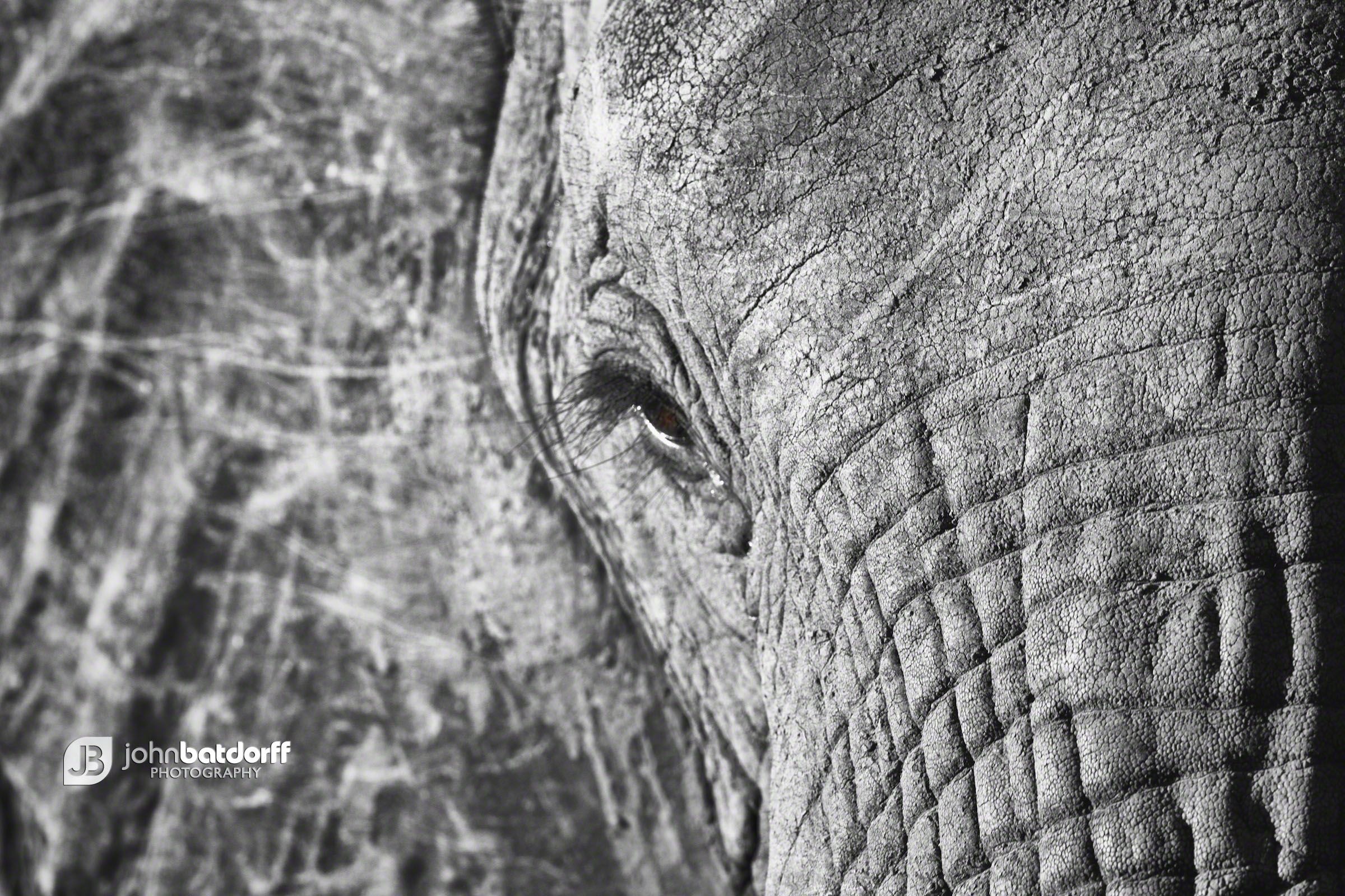 Tribal Elephant Desktop Wallpapers on WallpaperDog