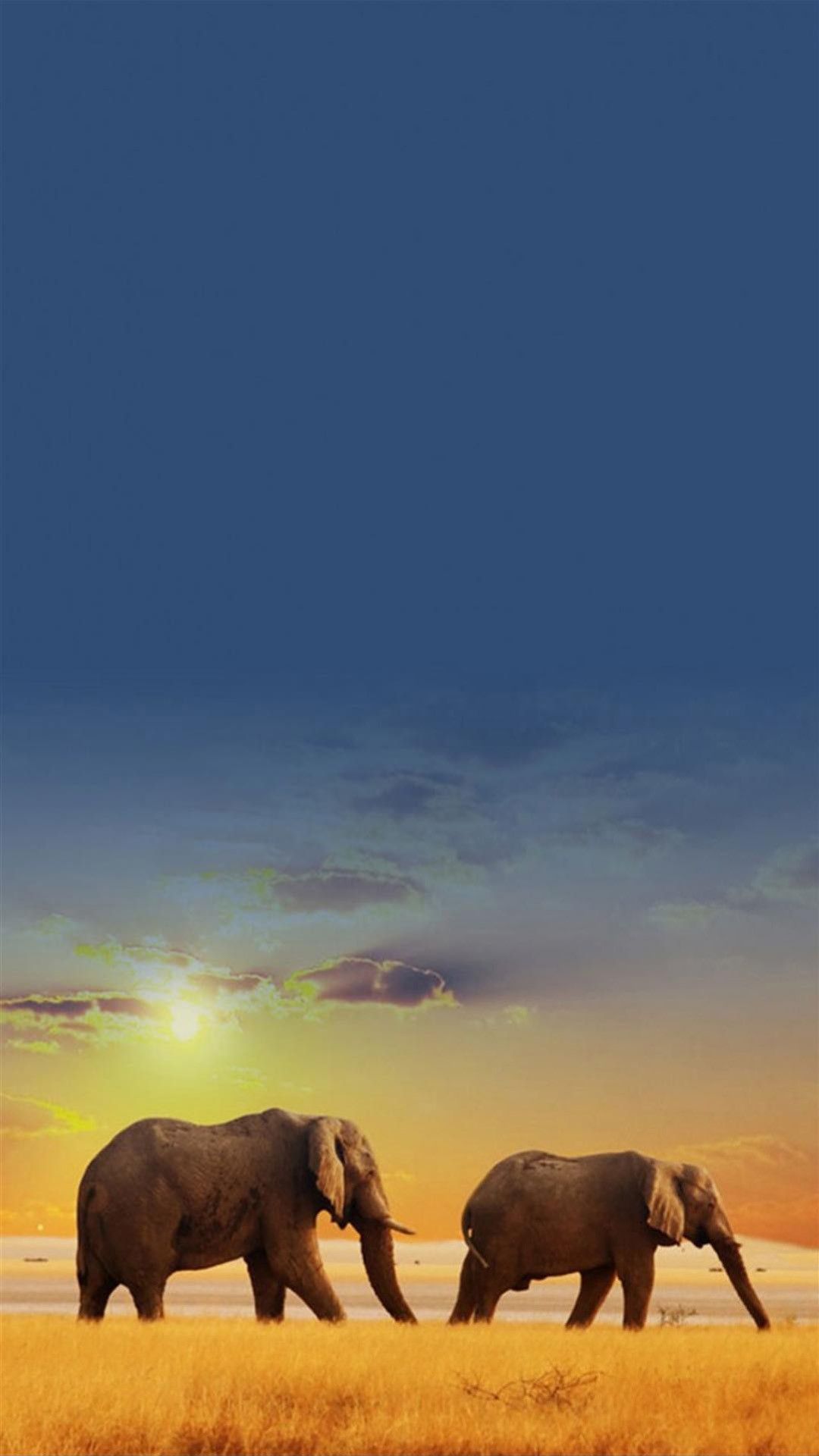 Tribal Elephant Desktop Wallpapers on WallpaperDog