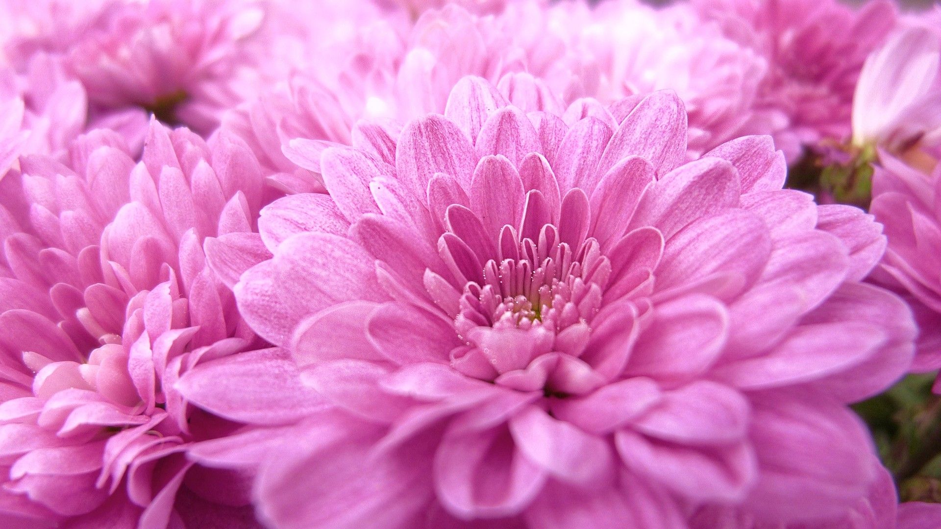 Most Beautiful Pink Flowers Wallpapers on WallpaperDog