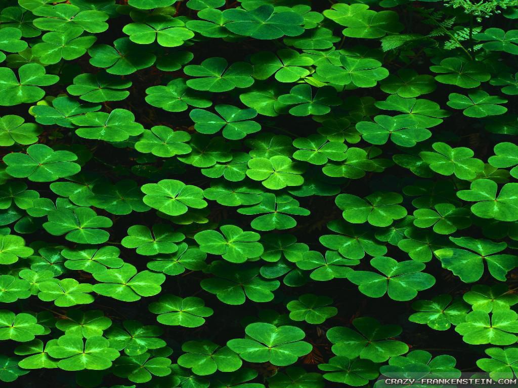 Shamrock Wallpapers on WallpaperDog