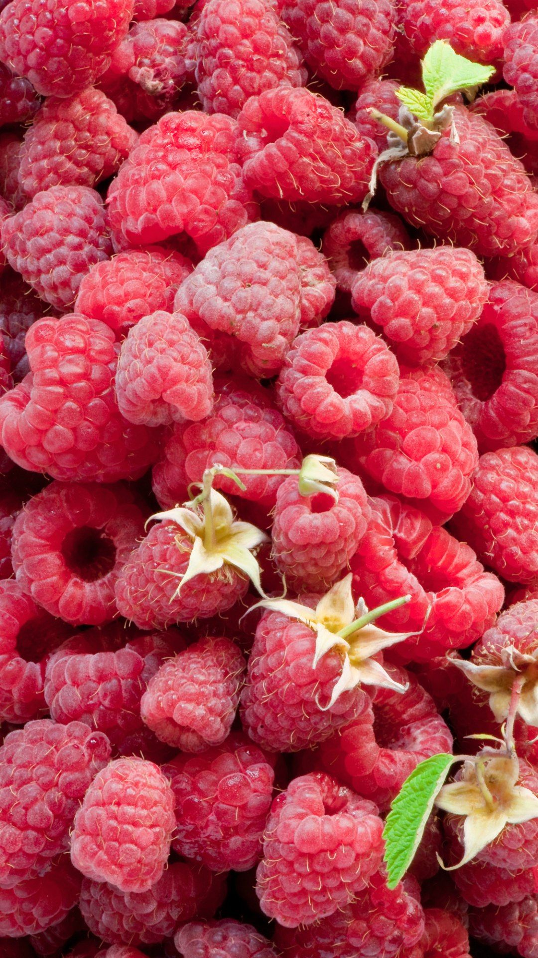 Raspberry Wallpapers on WallpaperDog