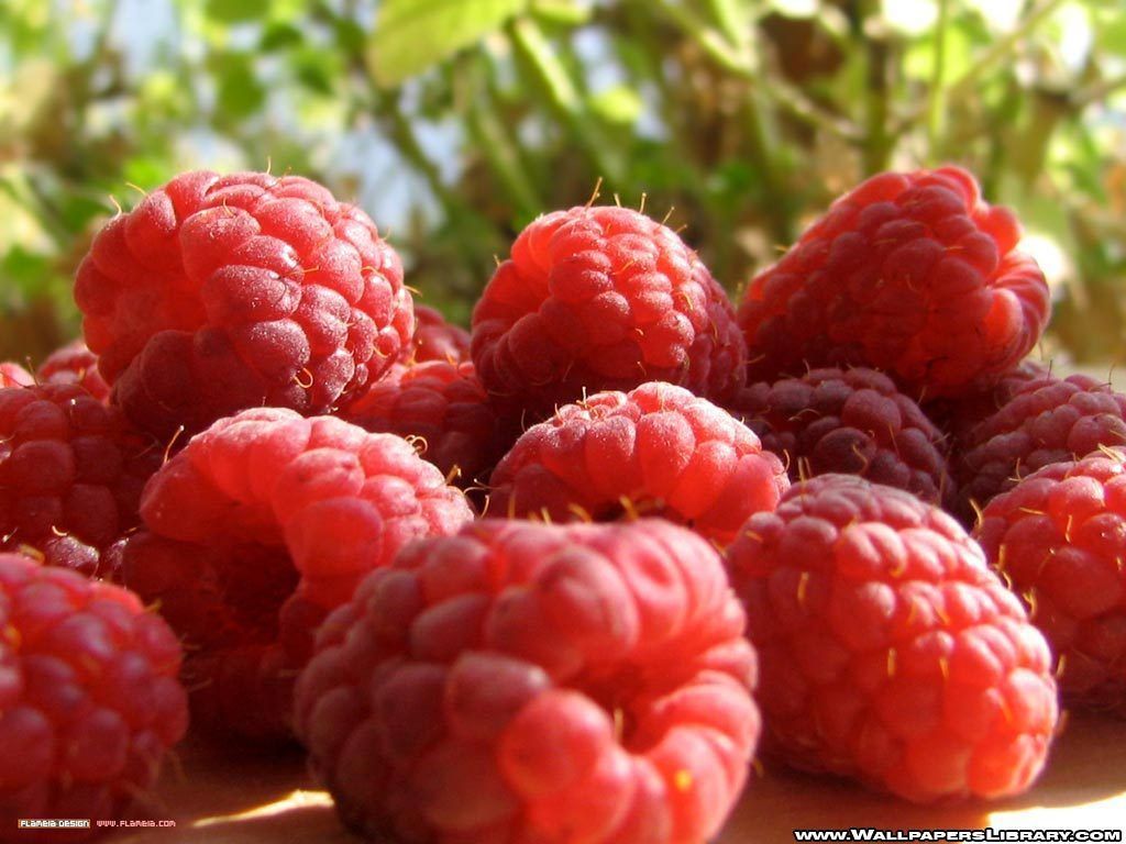 Raspberry Wallpapers on WallpaperDog