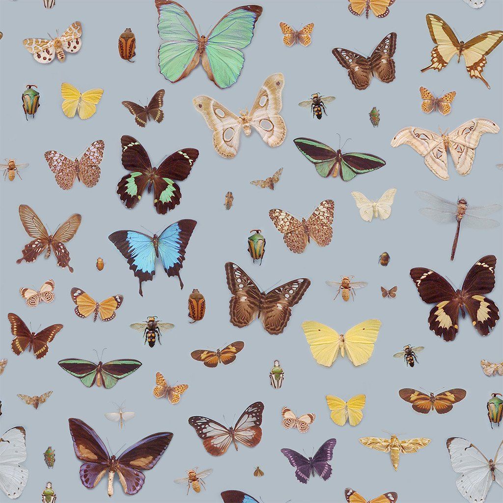 Butterfly Wallpapers on WallpaperDog