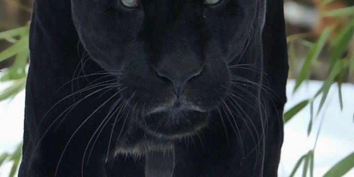 Cat Black Panther Wallpapers on WallpaperDog
